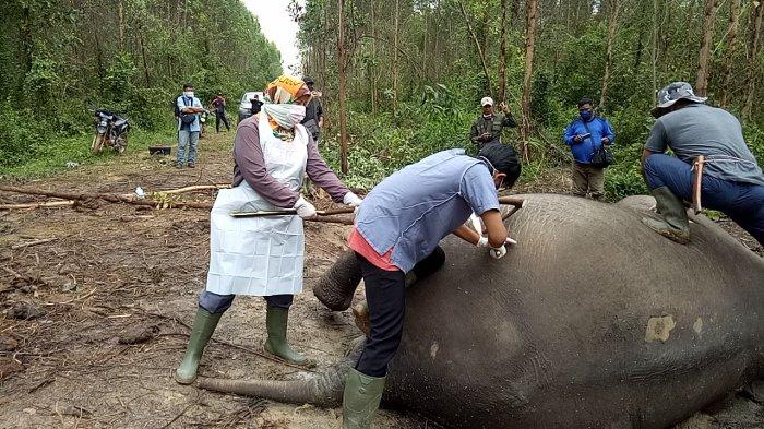 Lagi, Seekor Gajah Sumatera Ditemukan Mati di Mandau, Bengkalis - Tribunpekanbaru.com