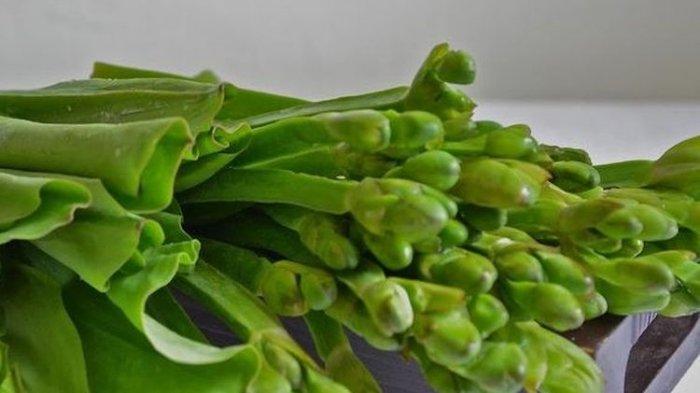 Genjer, Sayuran Rakyat Jelata Yang Kaya Manfaat - Tribunpekanbaru.com