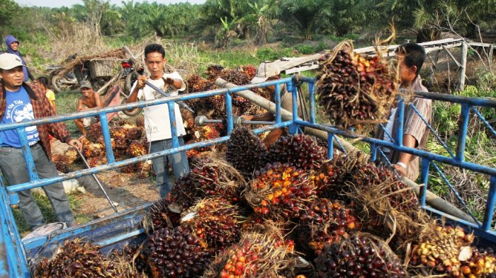 HARGA TBS Kelapa Sawit Pekan Ini di Riau, Tembus Rp 2000 per Kilogram ...