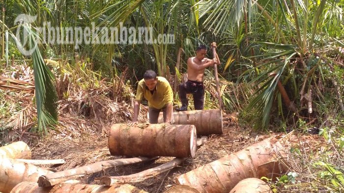Meranti Riau yang Punya Sagu Namun Negeri Jiran Malaysia yang Punya ...