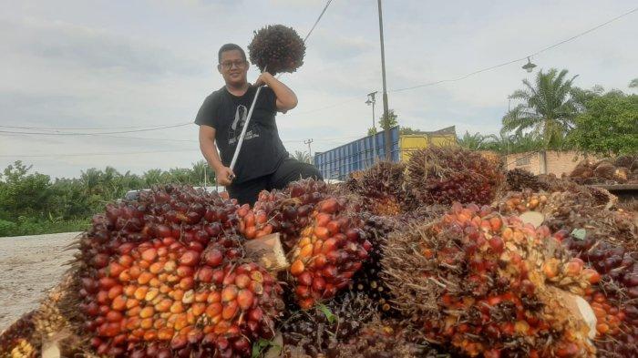Harga TBS Sawiit Riau Periode 8-14 Maret 2023, Ini Faktor Kenaikannya ...