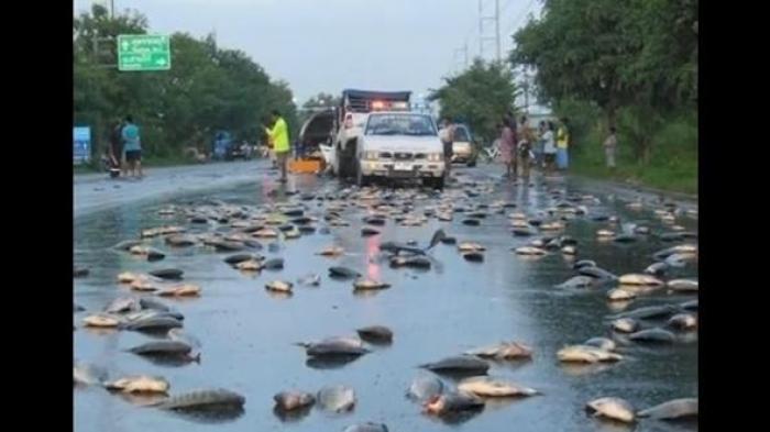 Hujan Misterius Jatuhkan Ikan-ikan dari Langit - Tribunpekanbaru.com