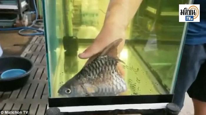 VIDEO: Ikan Ajaib, Badan Tinggal Separuh Bisa Bertahan Hidup 6 Bulan ...