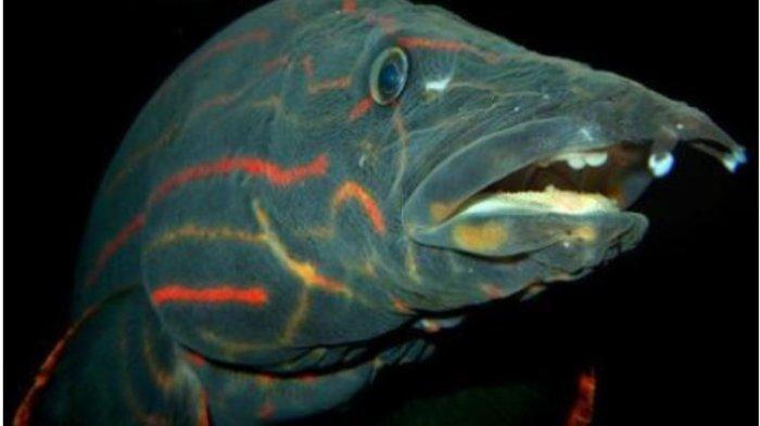 Langka Dan Eksotis, Ini Ikan Hias yang Bakal Digemari di Tahun 2021 ...