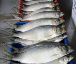 Ikan Khas Riau, Terubuk, Bakal Tinggal Nama - Tribunpekanbaru.com