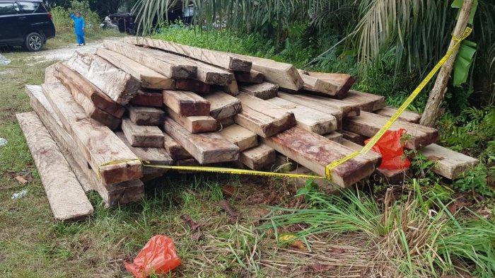 Lagi, Puluhan Batang Kayu Hasil Ilog Diamankan dari 4 Sawmill di Kampar - Tribunpekanbaru.com