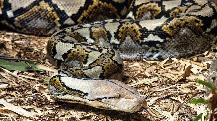 Beda dari Sanca yang Tewaskan IRT di Buton, 3 Jenis Ular Piton Ini ...
