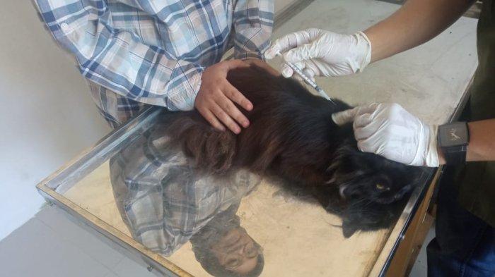 Catat! Ini Jadwal dan Lokasi Pemberian Vaksin Rabies Gratis di ...