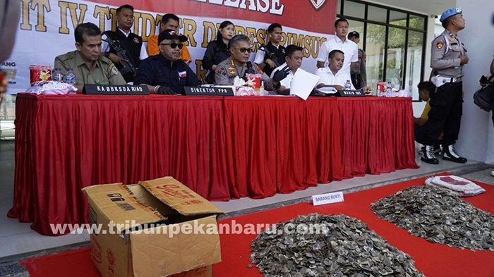 Ada 50 Ekor Trenggiling yang Dibunuh untuk Hasilkan 41 Kilogram Sisik ...