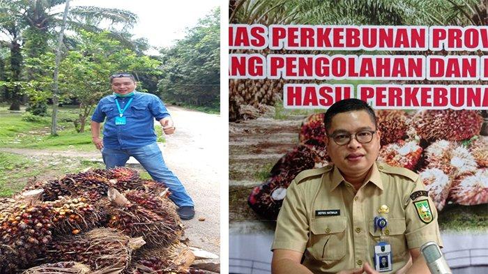 Daftar Harga TBS Sawit Riau Periode 9-15 November 2022, Naik Tertinggi ...