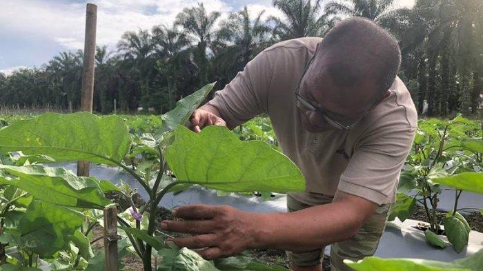 Kisah Mantan Anggota Dewan Siak Gagal Caleg 2019 Banting Stir Tanam ...