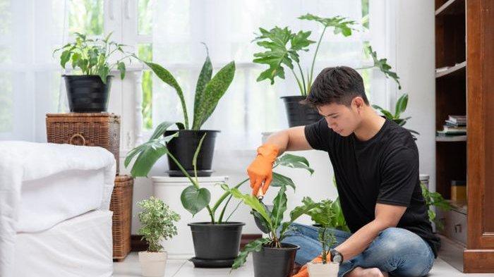 Merawat Tanaman Hias, Begini Cara Agar Bikin Tanaman Keladi atau ...