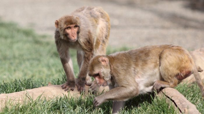 Diiringi Lagu India, Monyet Ini Santuy saat Dicukur Pemiliknya ...