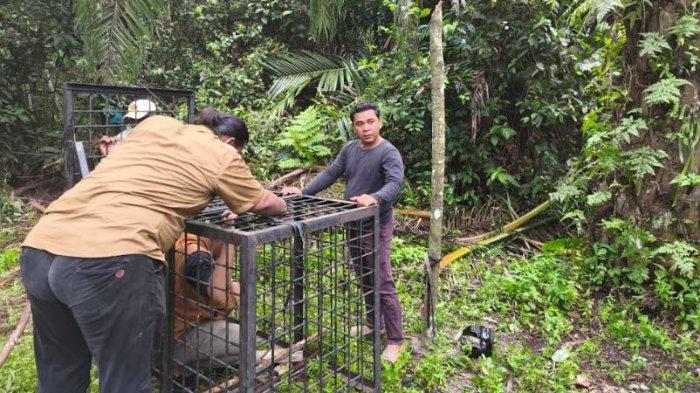 Beruang yang Menewaskan Warga Kerumutan Pelalawan Belum Masuk Box Trap ...