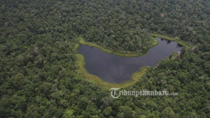 Hakim Minta 66 Sumur Minyak di Taman Nasional Zamrud Ditutup, BBKSDA ...