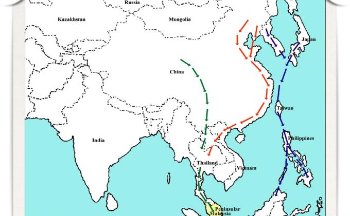 Pulau Rupat Habitat Penting Raptor Asia - Tribunpekanbaru.com