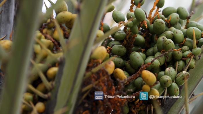 5 Khasiat Buah Kurma Untuk Tubuh, Turunkan Kolesterol hingga Cegah ...