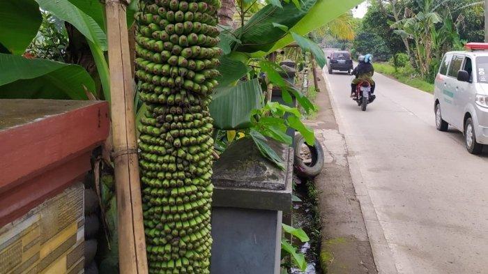 VIDEO - Viral Pisang Unik Memiliki Ribuan Buah Hingga Tandan Mencapai 2 ...