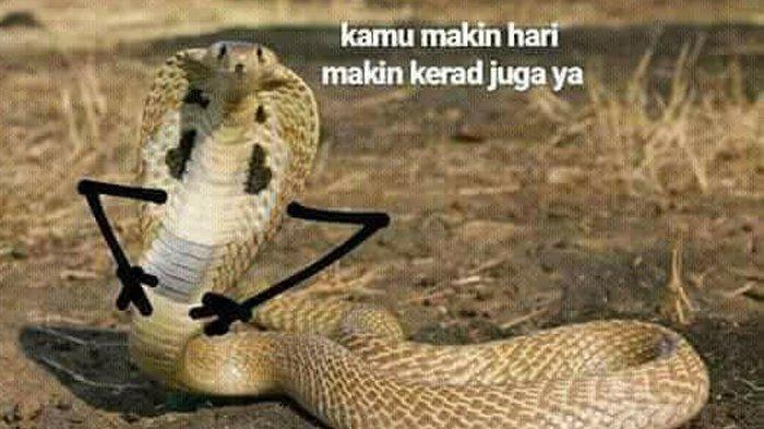 Populer, Apa Itu Kerad atau Arti Kata Kerad Dalam Bahasa Gaul, Cek ...