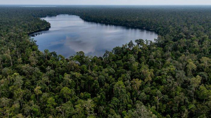 Program RER PT RAPP Catat Kemajuan Dalam Memperbaiki Hutan Rawa Gambut ...