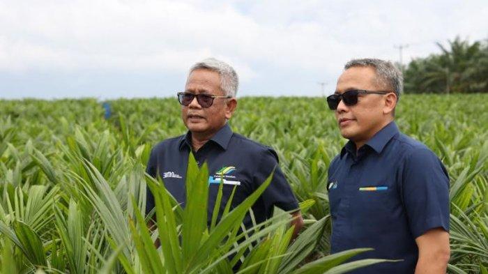 Holding Perkebunan Nusantara Akan Umumkan Penggabungan 13 PTPN Menjadi ...