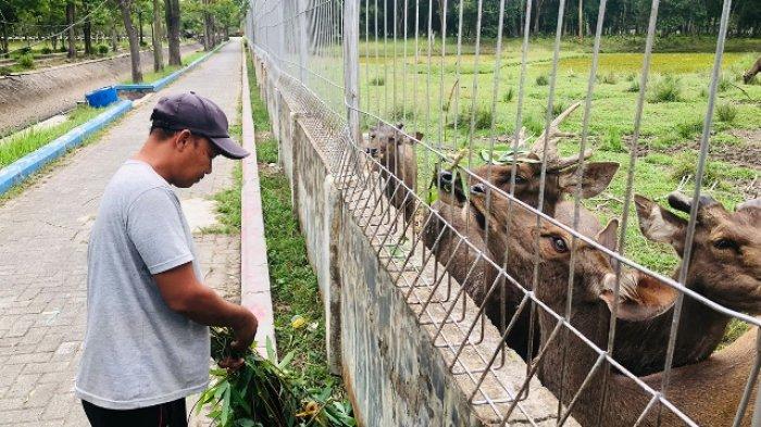 Ingin Dapat Pengalaman Memberi Makan Rusa Hutan? Datang ke Taman ...