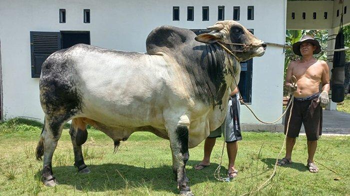 Pertama Kali Sapi Kurban Presiden Jokowi dari Inhu, Jenis Brahman 906 ...