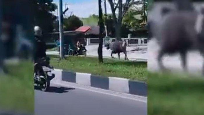 Lepas Hingga Lari ke Jalan Arifin Ahmad Pekanbaru, Sapi Kurban Seruduk Minibus dan Pick Up ...