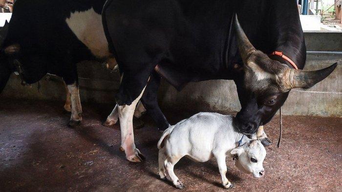 Sapi Mini Ini Jadi Sapi Terkecil Di Dunia, Tingginya Hanya 51 ...