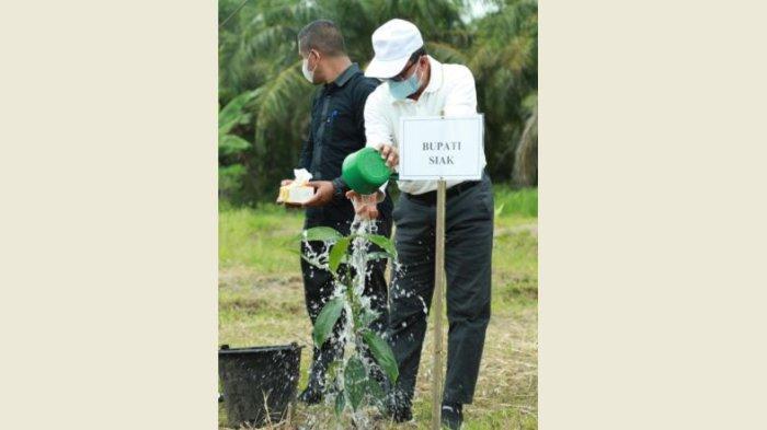 Sekda Siak Tanam Pohon Bersama Gubri Syamsuar di Bungaraya ...