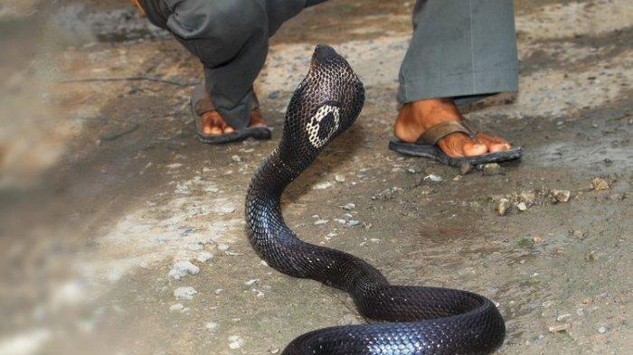 BIKIN MERINDING, Ular Merayap di Kaki Wanita Ini saat Ia Mengendarai ...