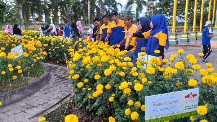 Taman Bunga Marigold di Danau Raja Rengat Inhu Viral, Spot Selfie Baru ...