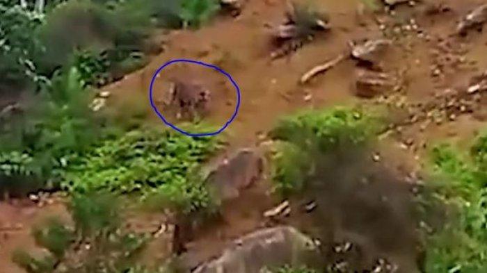 VIDEO Harimau Kembali Turun ke Perkampungan, Si Raja Rimba Sempat ...