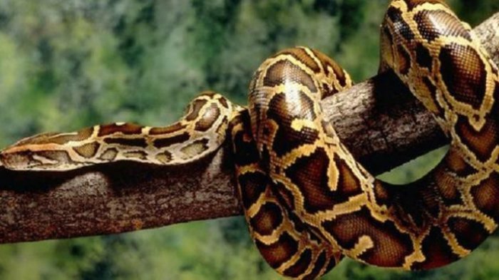 Tertinggal dari Kawan-kawannya, Ternyata Siswa SMP Ini Dililit Ular ...