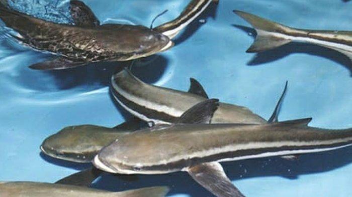 Viral Ikan Cobia, Harga Ikan King Cobia, Ikan Cobia Tantangan Peserta ...