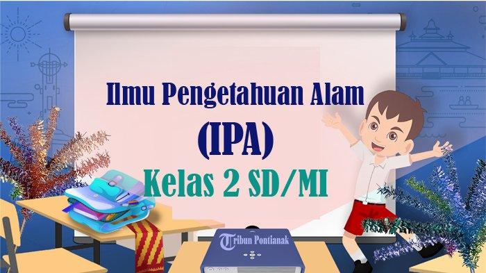 30 SOAL Latihan IPA Kelas 2 SD / MI Semester 1, Kunci Jawaban Ulangan UTS PTS STS Tahun 2024 ...