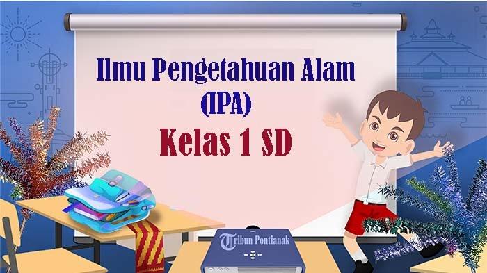 50 SOAL UTS IPA Kelas 1 SD Kurikulum Merdeka, Kunci Jawaban STS - PTS Semester Genap 2024 ...