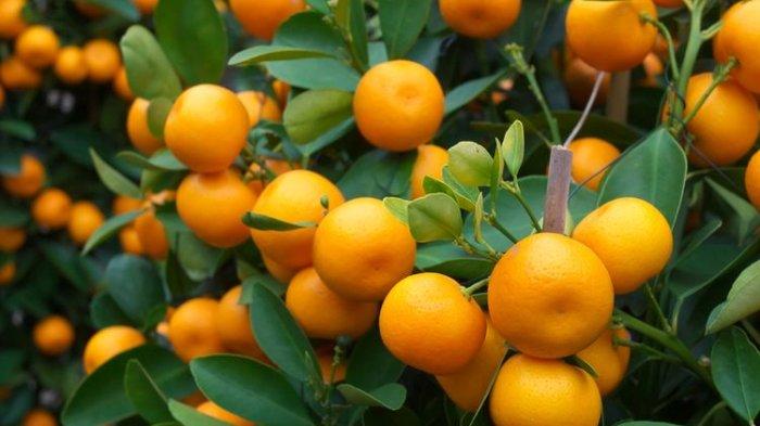 Makna Buah Jeruk di Imlek 2025 dan Jadwal Perayaan Tahun Ini ...