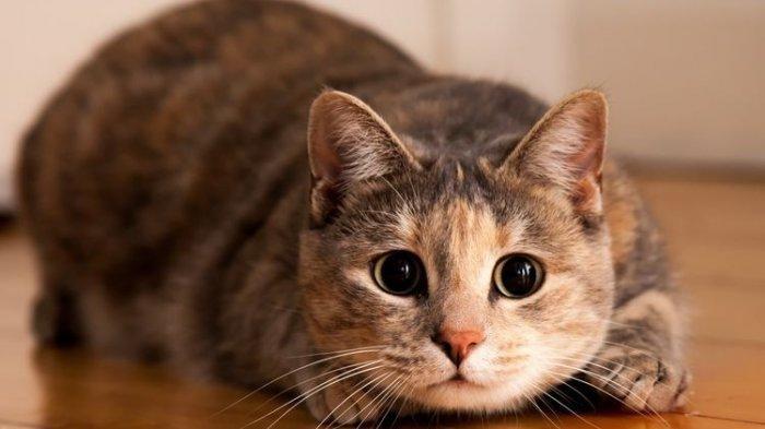 6 Bagian Tubuh Kucing, Materi Pelajaran IPA Kelas 3 SD Kurikulum ...