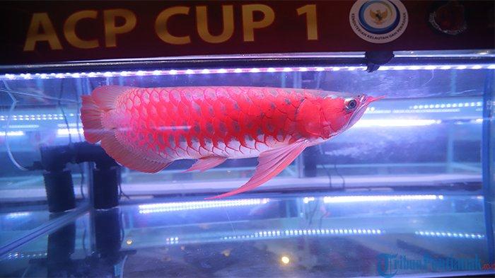 Arwana Super Red Ini Berhasil Bawa Pulang Mobil Lewat Kontes ACP Cup I ...