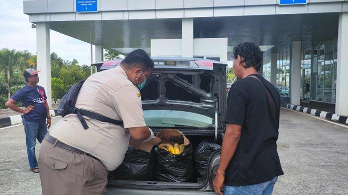 Cegah Penyakit Demam Babi Afrika dari Malaysia, Petugas PLBN Badau ...