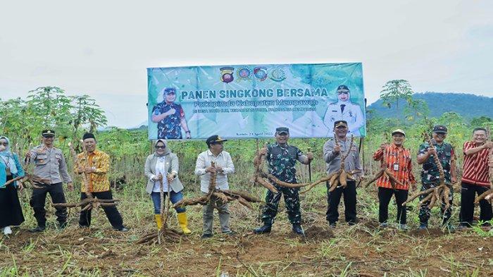 Panen Singkong Bersama, Dandim 1201/Mempawah Tekankan Pentingnya Ketahanan Pangan ...