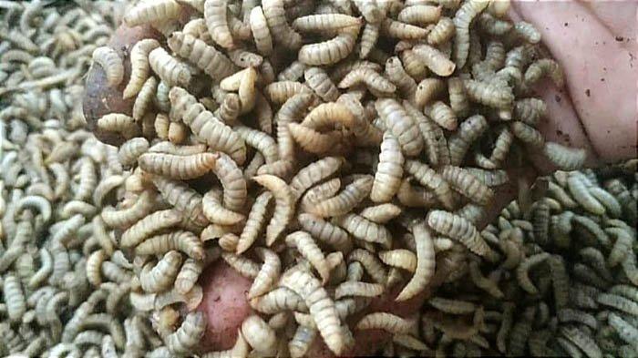 Masyarakat di Sekadau Mulai Budidaya Maggot untuk Pakan Ikan dan Ayam ...