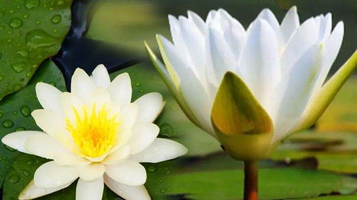 Mengapa Bunga Teratai Memiliki Akar di Bawah Air ? Keunikan Tersendiri ...