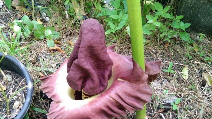 Bunga Bangkai Tumbuh di Pekarangan Rumah Warga Kubu Raya, Mekar Saat ...