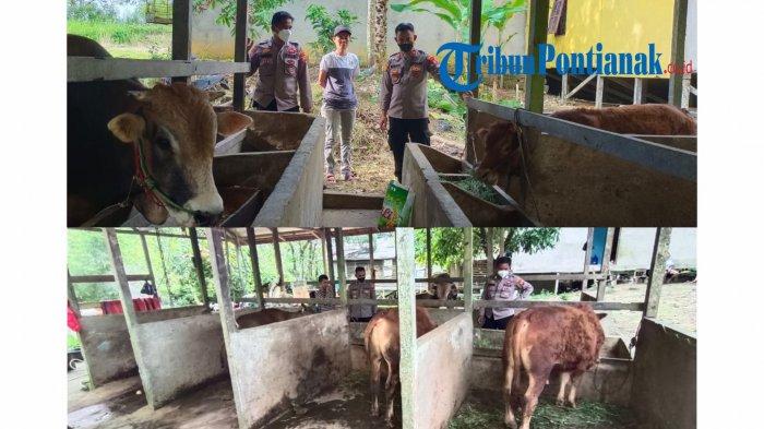 Kapolsek Nanga Pinoh Pimpin Pengecekan dan Pendataan Sapi Milik Warga di Desa Kenual ...