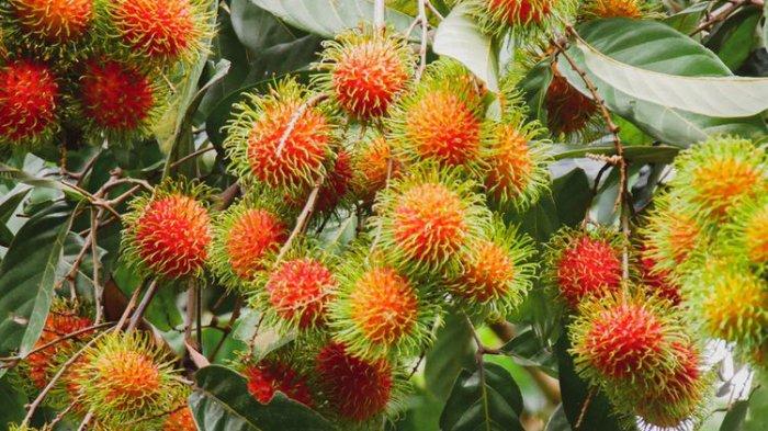 Cek Manfaat Baik Buah Rambutan untuk Kesehatan - Tribunpontianak.co.id