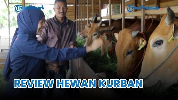 CEK Daftar Harga Sapi dan Kambing Kurban Idul Adha 2023 Terbaru Resmi di Seluruh Indonesia ...