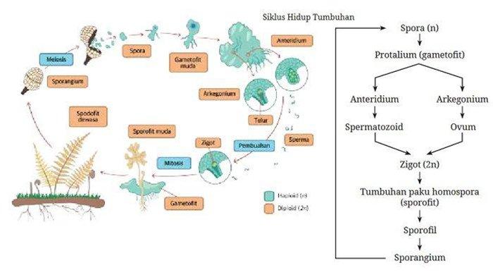 Kunci Jawaban IPA Kelas 3 SD Materi Penjelasan Siklus Hidup Kurikulum ...