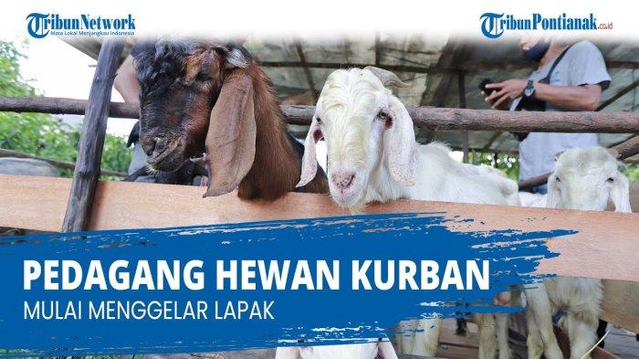 H-3 Naik Lagi! Update Harga Kambing dan Sapi Kurban Terbaru Jelang Idul Adha 2023 ...